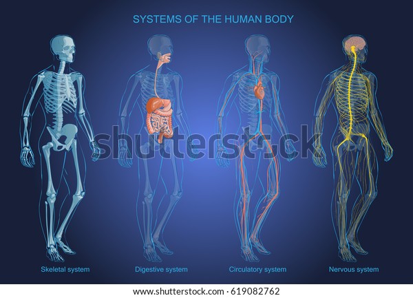 La ilustración vectorial Human Body Systems