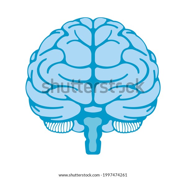 Vector Illustration Human Brain Front View Stock Vector (Royalty Free ...