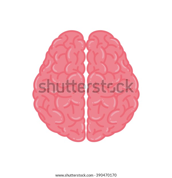 Vector Illustration Human Brain Pink Color Stock Vector (Royalty Free ...