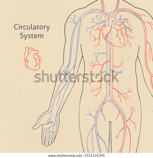 Stock vektor „Vector Illustration Human Circulatory System Drawn“ (bez ...