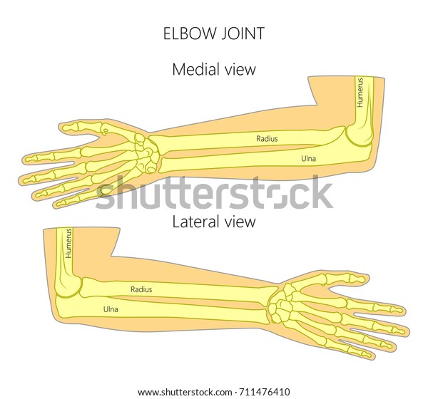 Ilustración vectorial de una anatomía de la articulación del codo ...