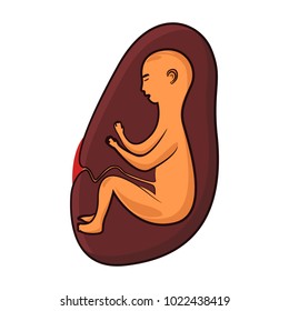 Vector Illustration Human Embryo On White Stock Vector (Royalty Free ...