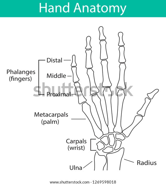 Vector Illustration Human Hand Skeletal Anatomy: เวกเตอร์สต็อก (ปลอดค่า ...