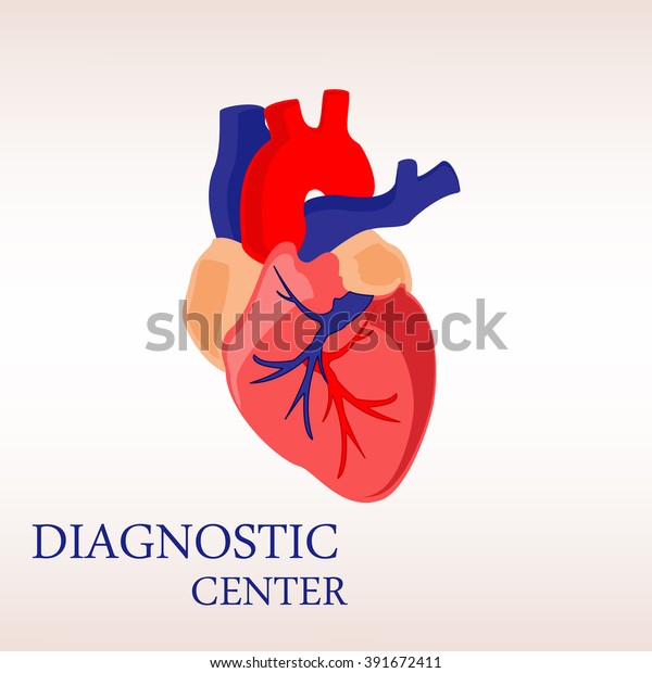 Vector Illustration Human Heart Anatomy Icon 库存矢量图（免版税）391672411 ...