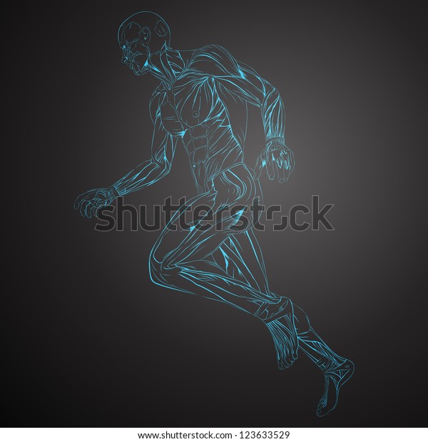 Vector Illustration Human Muscle Anatomy Stock Vector (Royalty Free ...