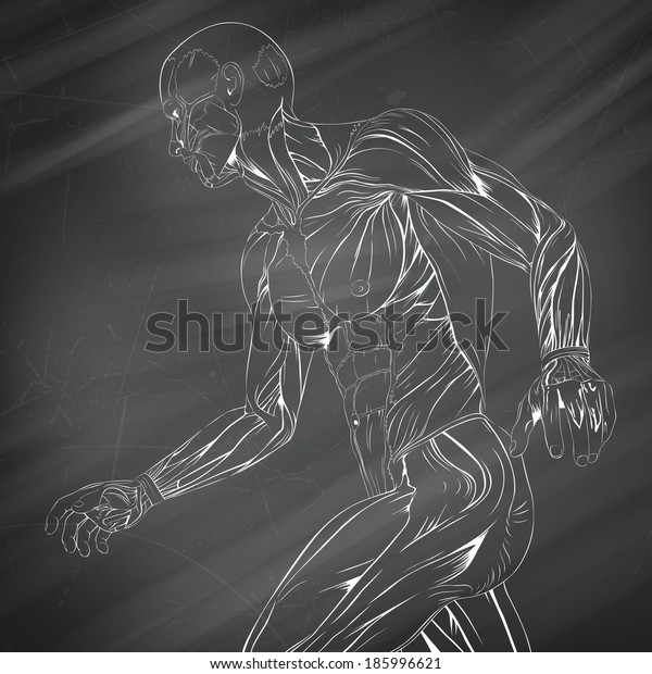 Vector Illustration Human Muscle Anatomy: vector de stock (libre de ...