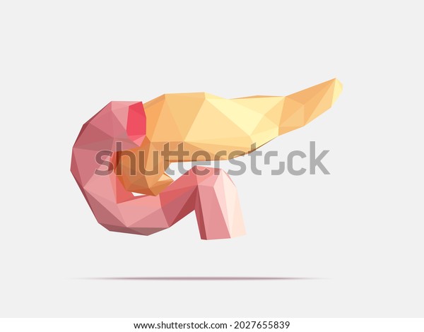 Vector Illustration Human Pancreas Duodenum Faceted Stock Vector ...