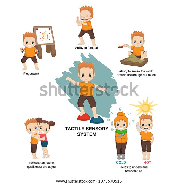 Vector Illustration Human Senses Tactile Sensory Stock Vector (Royalty ...