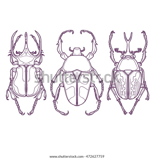 Vector Illustration Insects Outline Hand Drawn: เวกเตอร์สต็อก (ปลอดค่า ...