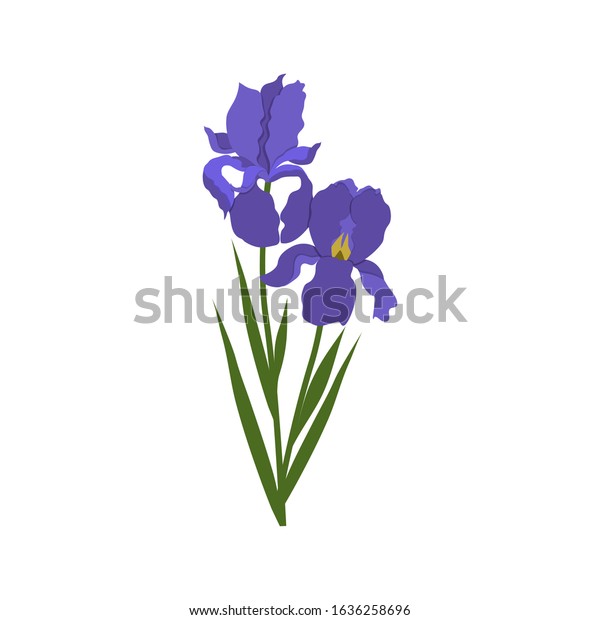 Vector Illustration Iris Flowers On White Stock Vector (Royalty Free ...