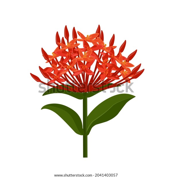 Vector Illustration Ixora Flower Ixora Coccinea Stock Vector (Royalty ...