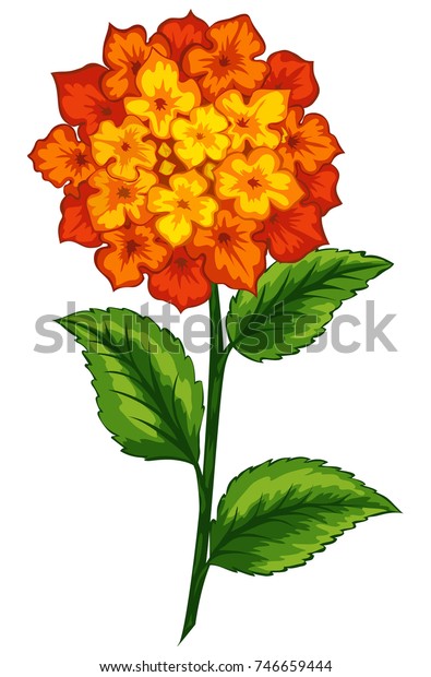 Vector Illustration Lantana Camara Stock Vector (Royalty Free ...