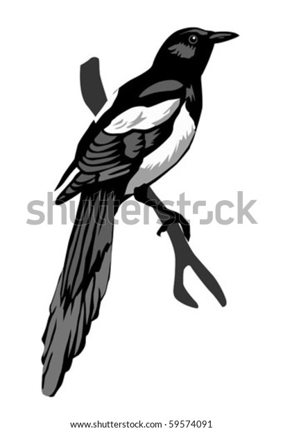 Vector Illustration Magpie On White Background Stock Vector (Royalty ...