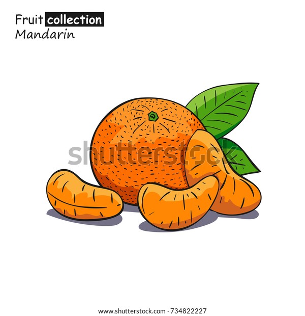 Vector Illustration Mandarin Sketch Style Stock Vector (Royalty Free ...
