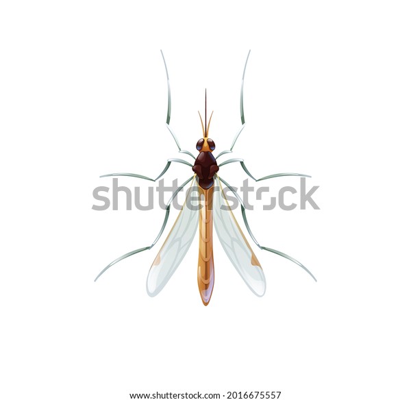 Vector Illustration Mosquito Top View Insect Stock Vector (Royalty Free ...