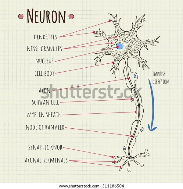 Vector Illustration Neuron Diagram School Notebook Stock Vector ...