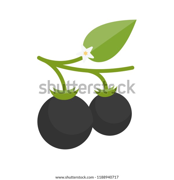Vector Illustration Nightshade Simple Flat Icon Stock Vector (Royalty ...