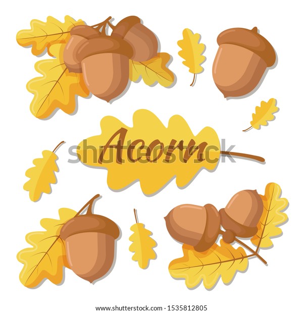 Vector Illustration Oak Acorn Oak Tree Stock Vector (Royalty Free ...