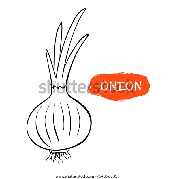Vector Illustration Onion Sketch Outline Coloring Stock Vector (Royalty ...