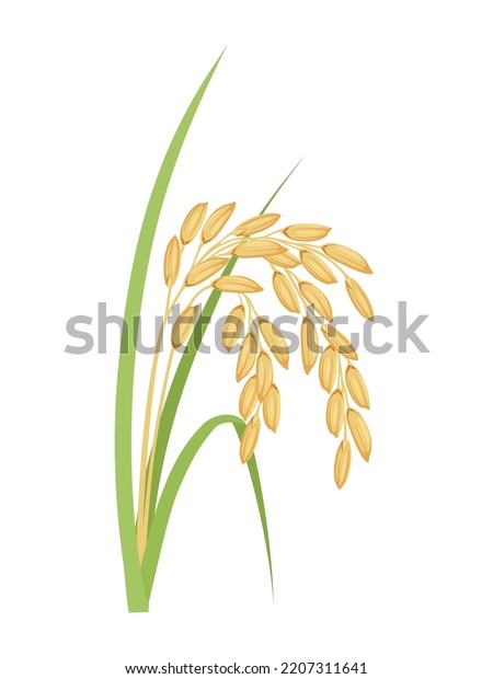 Vector Illustration Paddy Green Leaves Isolated Stock Vector (Royalty ...