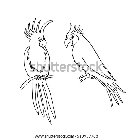 Vector Illustration Parrot Outline Based On Stock Vector (Royalty Free ...