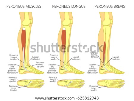 Vector Illustration Peroneus Longus Peroneus Brevis Image vectorielle ...