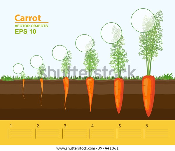 Organic Growth Diagram Of A Carrot