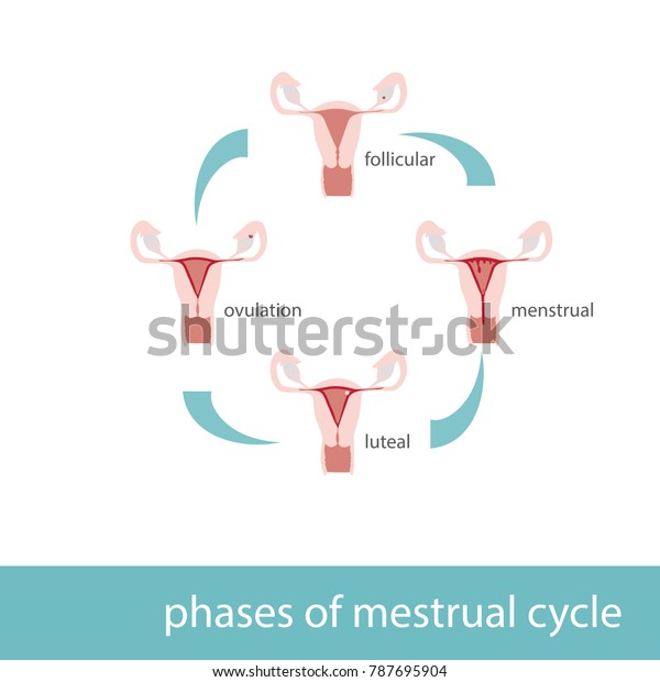 Vector Illustration Phases Menstrual Cycle Stock Vector (Royalty Free ...