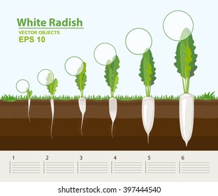 Growing Radish Stock Photos and Pictures - 29.355 Images | Shutterstock