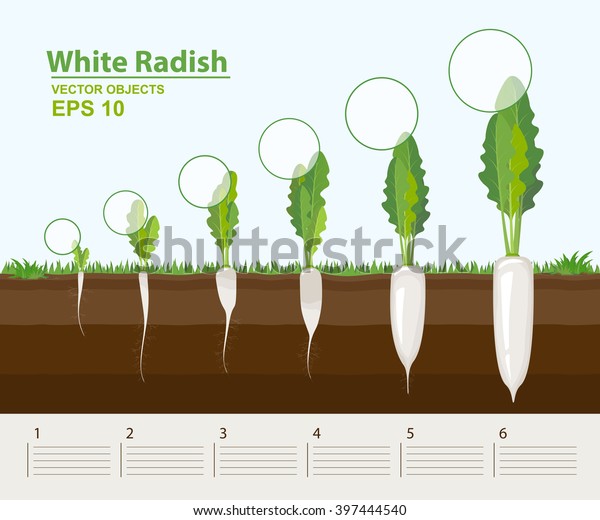 Vector Illustration Phases Stage Growth Development Stock Vector ...