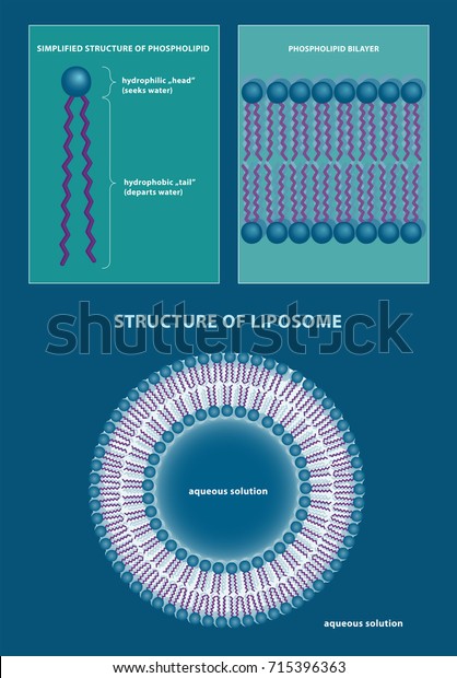 Vector Illustration Phospholipid Lipid Bilayer Liposome Stock Vector ...