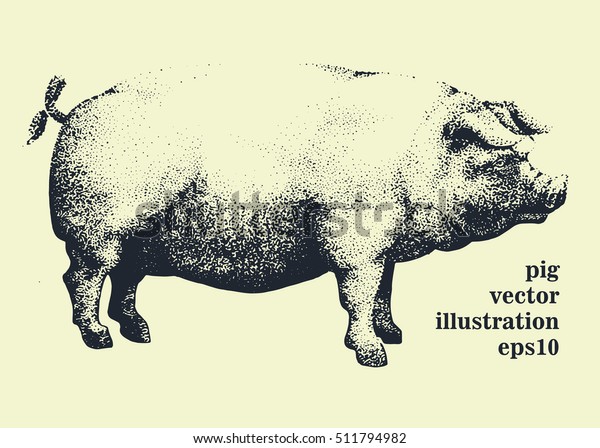 Vector Illustration Pig Hand Drawing : image vectorielle de stock ...