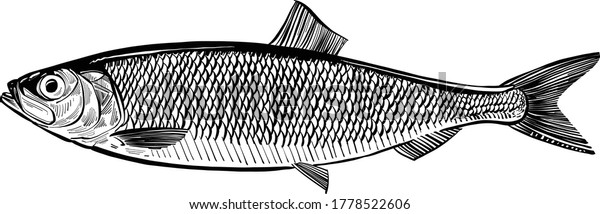 Vector Illustration Pilchard Fish Stock Vector (Royalty Free ...