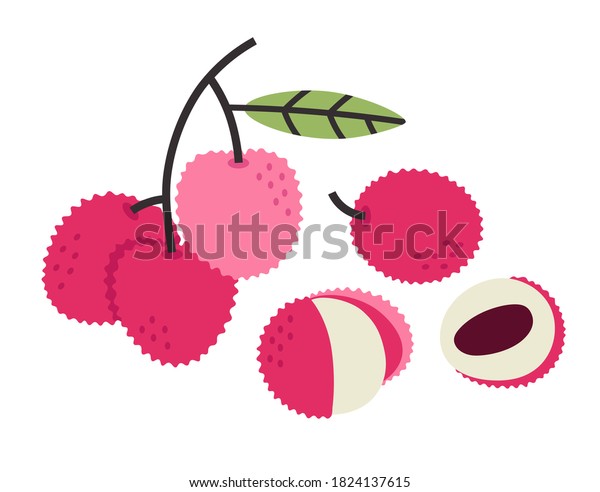 Vector Illustration Pink Litchi Half Litchi Stock Vector (Royalty Free ...