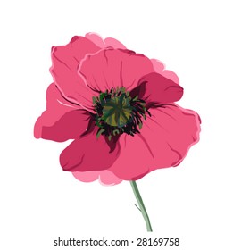 Vector Illustration Pink Poppy Stock Vector (Royalty Free) 28169758 ...