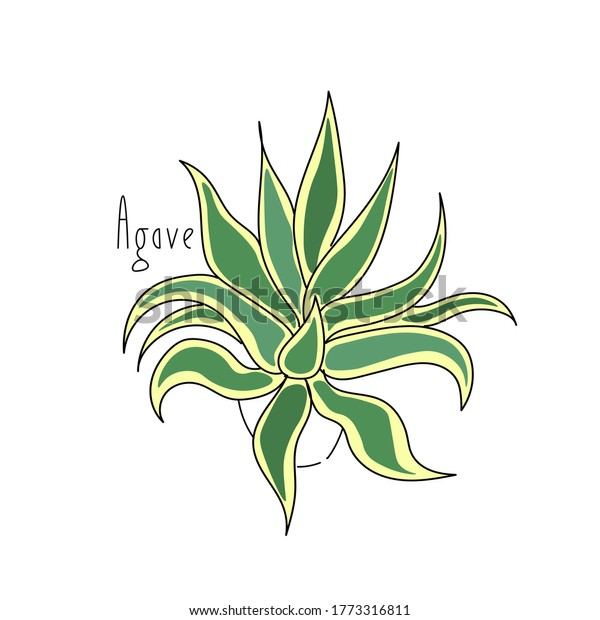 Vector Illustration Plant Agave Hand Line Stock Vector (Royalty Free ...