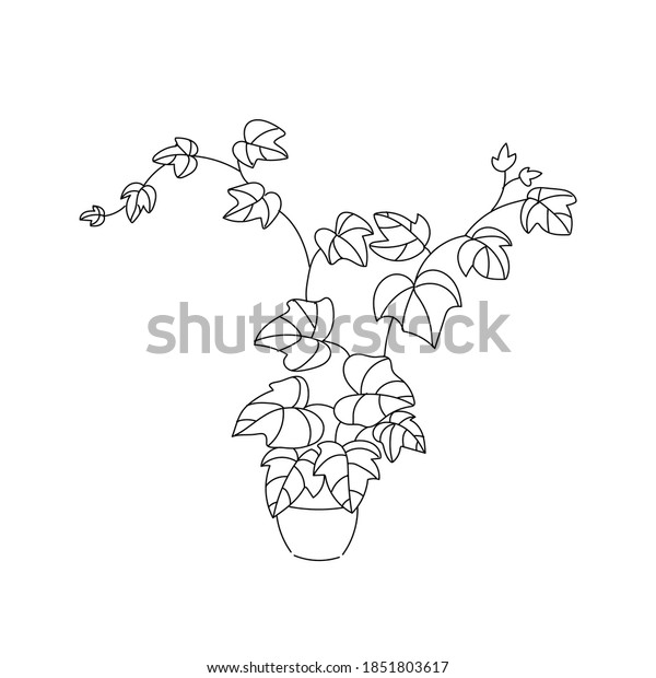 Vector Illustration Plant Hedera Helix Hand Stock Vector (Royalty Free ...