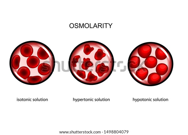 Vector Illustration Plasma Osmolarity Isotonic Hypertonic Stock Vector ...