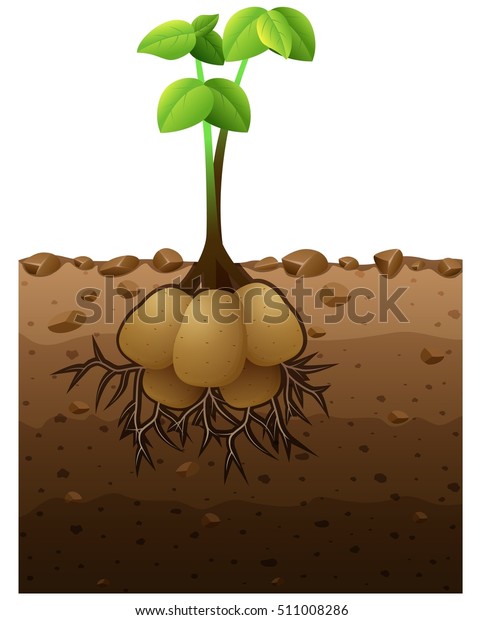 Vector Illustration Potato Plant Roots Underground Stock Vector ...