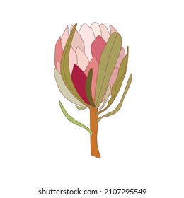 Vector Illustration Protea On White Background Stock Vector (Royalty ...