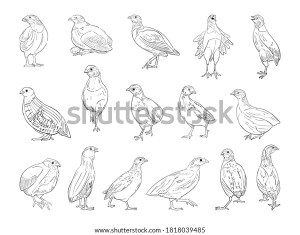Vector Illustration Quail Isolated On White Stock Vector (Royalty Free ...