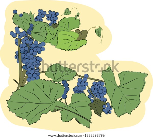 Vector Illustration Realistic Vine Grape Leaves Stock Vector (Royalty ...