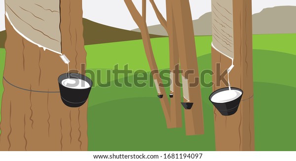 Vector Illustration Rubber Tree Jungle Flat: เวกเตอร์สต็อก (ปลอดค่า ...