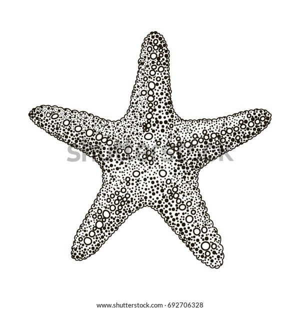 Vector Illustration Sea Star Stock Vector (Royalty Free) 692706328 ...