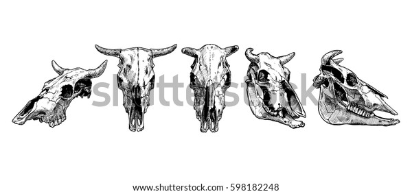 Vector Illustration Set Bull Cow Skull Stock Vector (Royalty Free ...