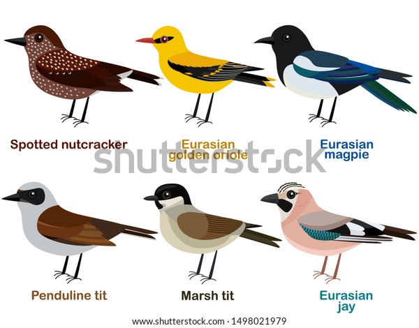 Vector Illustration Set Cute European Bird Stock Vector (Royalty Free ...