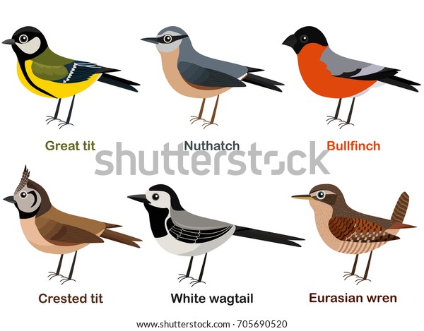 Vector Illustration Set Cute European Bird Stock Vector (Royalty Free ...