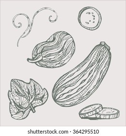 Vector Illustration Set Vintage Squash Stock Vector (Royalty Free ...