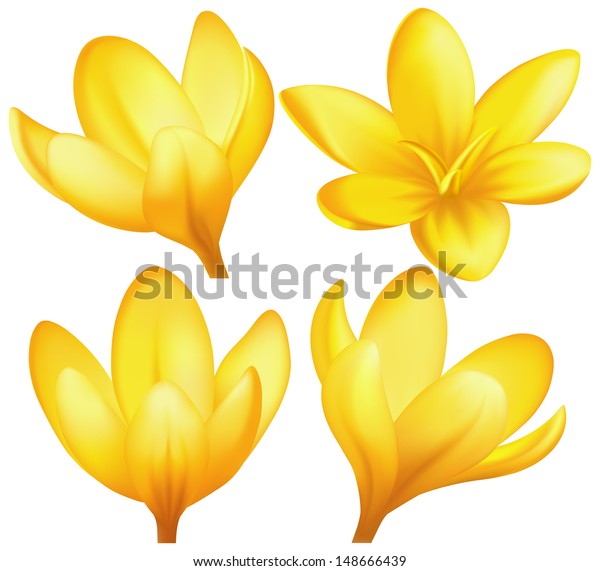 Vector Illustration Set Yellow Crocuses Created Stock Vector (Royalty ...