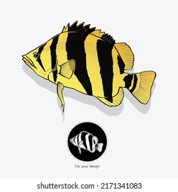 Vector Illustration Siamese Tigerfish Isolated On Stock Vector (Royalty ...